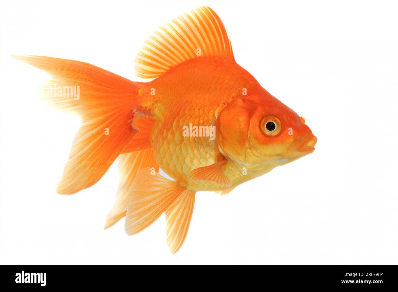 Goldfisch, Goldkarausche, Schleierschwanz, (Carassus auratus auratus ...