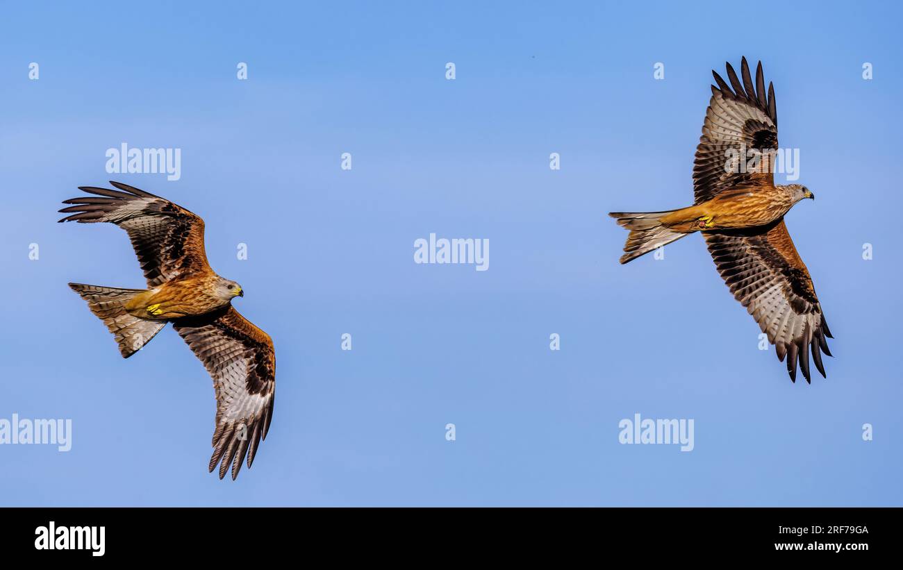 Rotmilane hi-res stock photography and images - Alamy