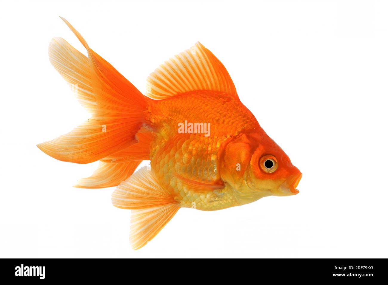 Goldfisch, Goldkarausche, Schleierschwanz, (Carassus auratus auratus ...