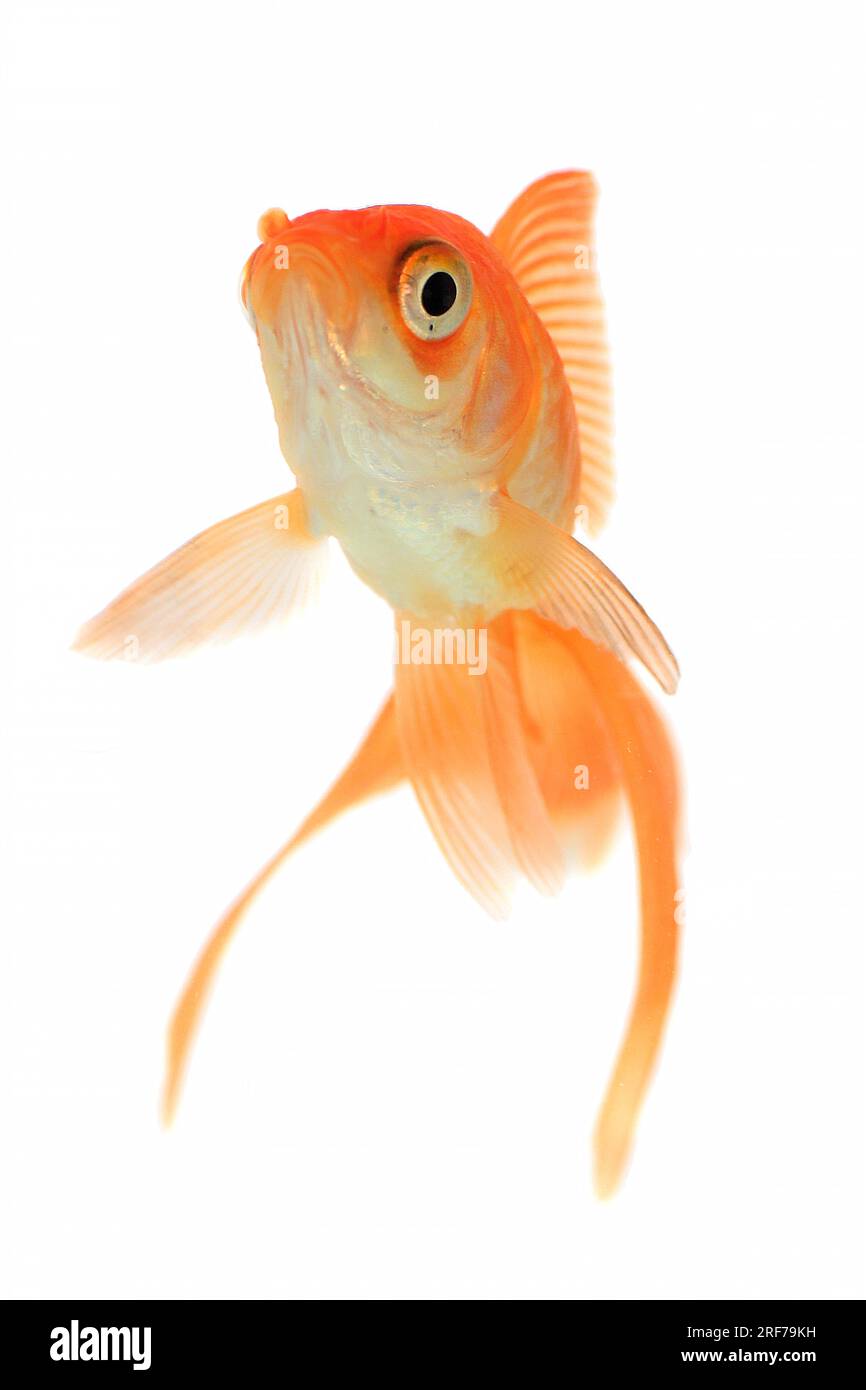 Goldfisch, Goldkarausche, Schleierschwanz, (Carassus auratus auratus ...