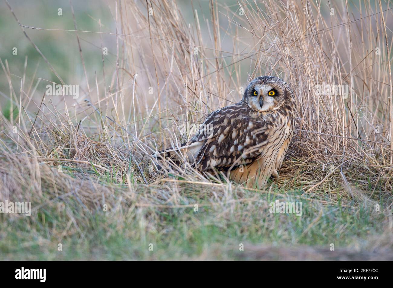 Vogel im gras hi-res stock photography and images - Alamy
