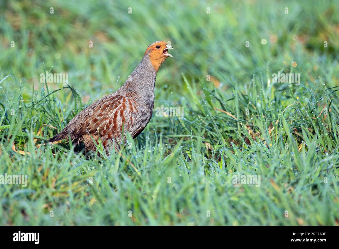 Balzendes Rebhuhn, (Perdix perdix), Hühnervögel, Huhn, Hahn Stock Photo ...