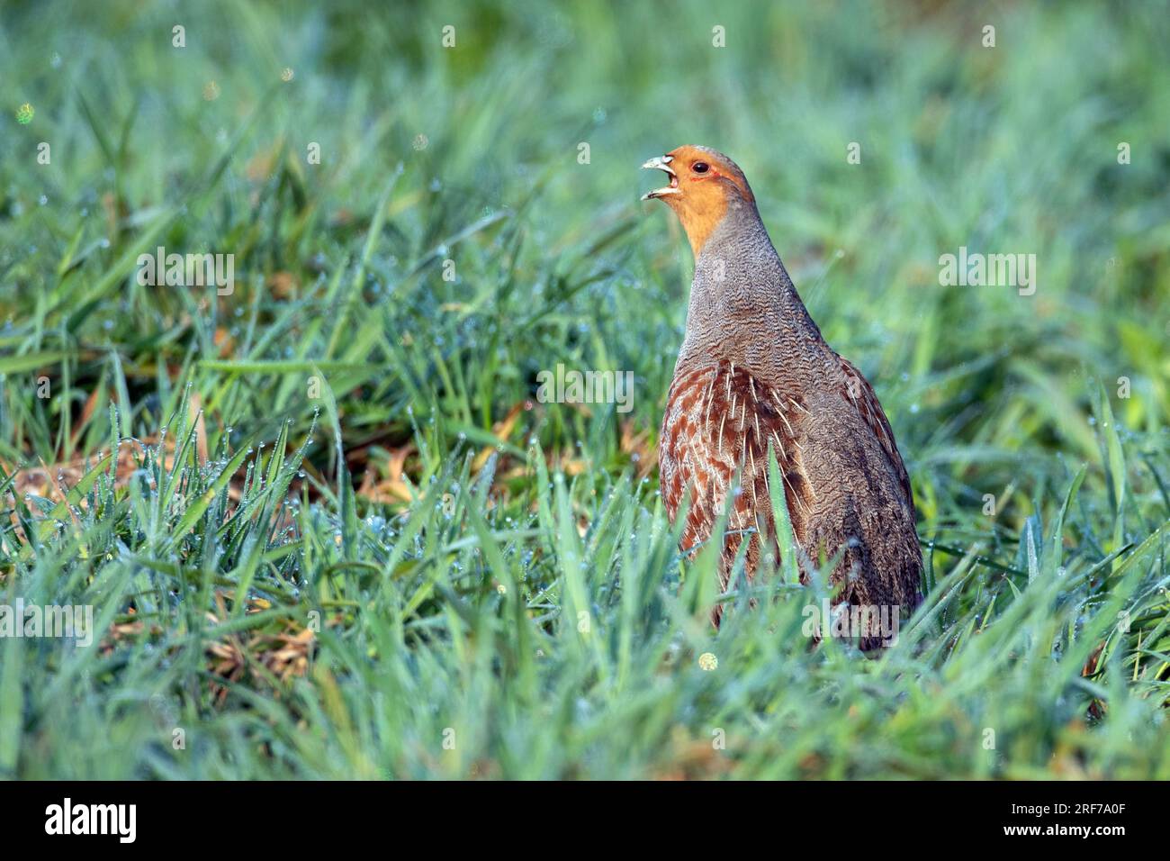 Balzendes Rebhuhn, (Perdix perdix), Hühnervögel, Huhn, Hahn Stock Photo ...