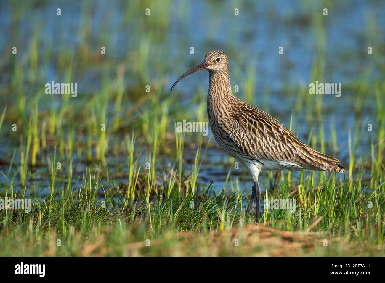 Grosser Brachvogel, (Numerius arquata Stock Photo - Alamy