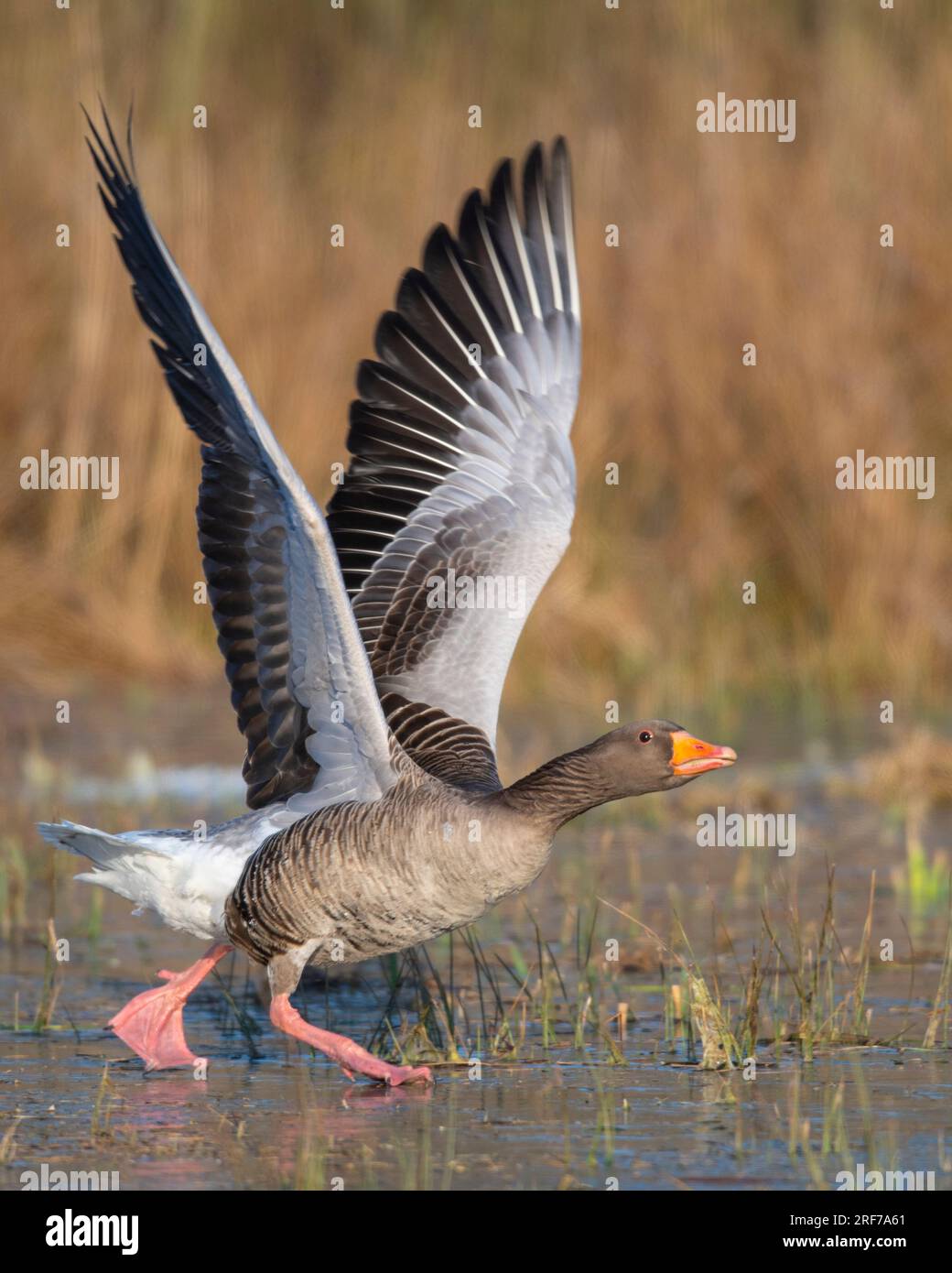 Anser ein anser hi-res stock photography and images - Alamy