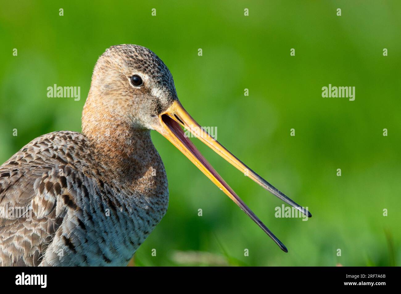 Uferschnepfe, (Limosa limosa Stock Photo - Alamy