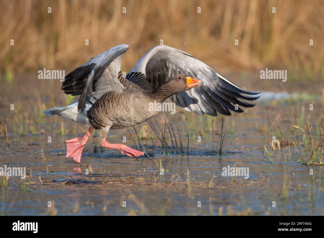 Flügelschlagende Graugans, (Anser anser Stock Photo - Alamy