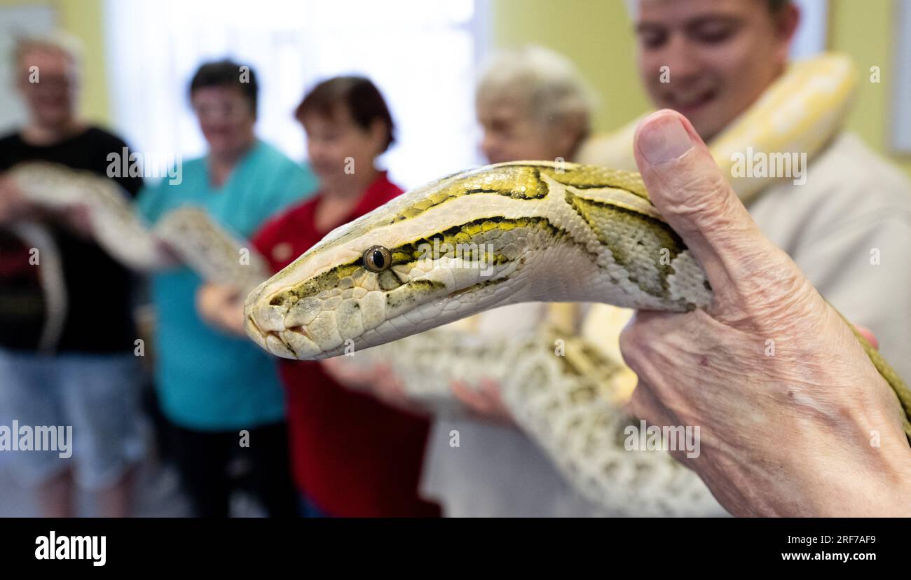 01 August 2023, Saxony-Anhalt, Halle (Saale): Residents of the DRK ...
