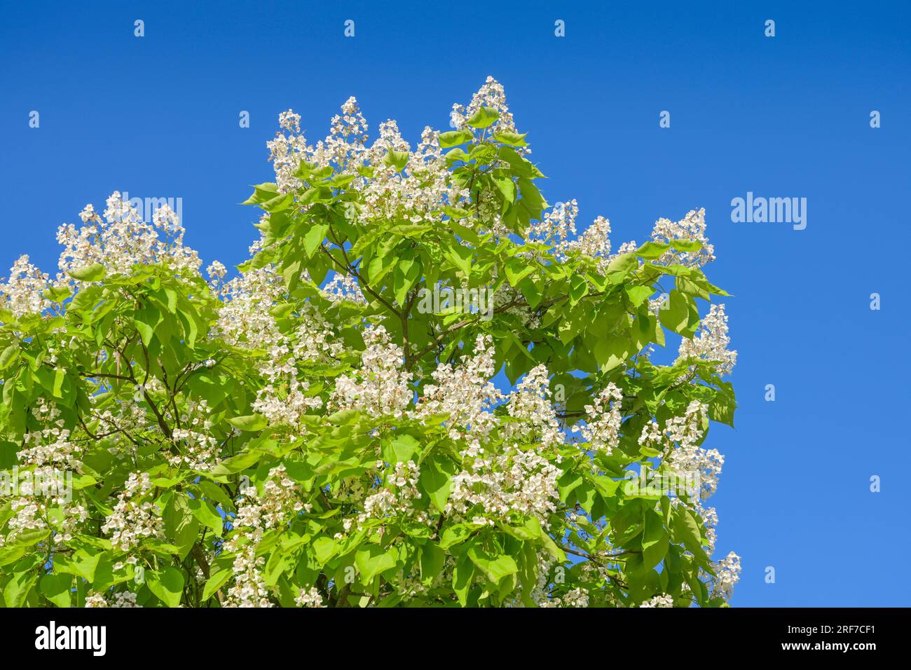 Blüte, Gewöhnlicher Trompetenbaum (Catalpa bignonioides Stock Photo - Alamy