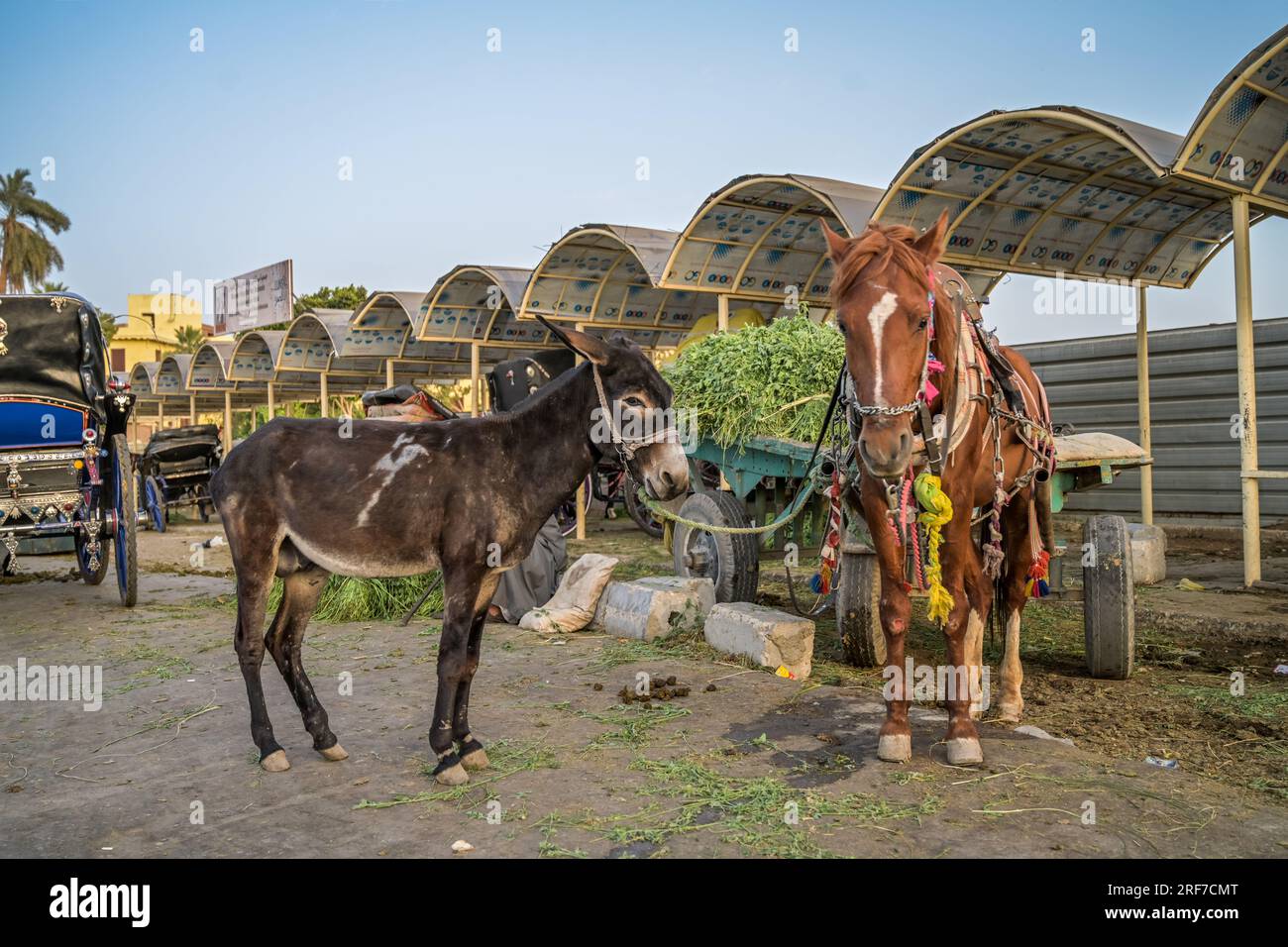 Esel und Pferd, Luxor, Ägypten Stock Photo - Alamy