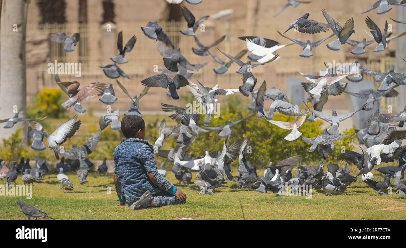 Kind, Tauben, Abu El-Hagag Square, Luxor, Ägypten Stock Photo - Alamy