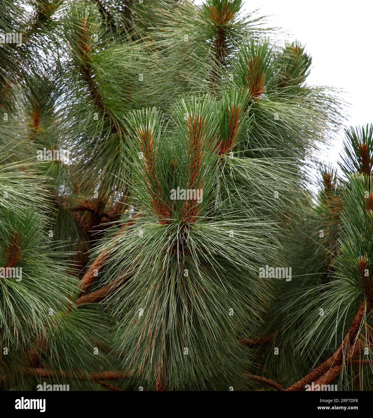 Closeup details of the evergreen garden pine tree pinus montezumae ...
