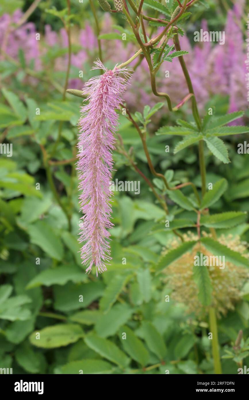 Closeup of the flower of the herbaceous perennial garden plant ...