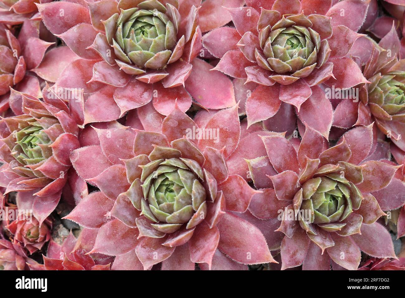 Closeup of the exotic green rosettes and red leaves of the alpine plant ...