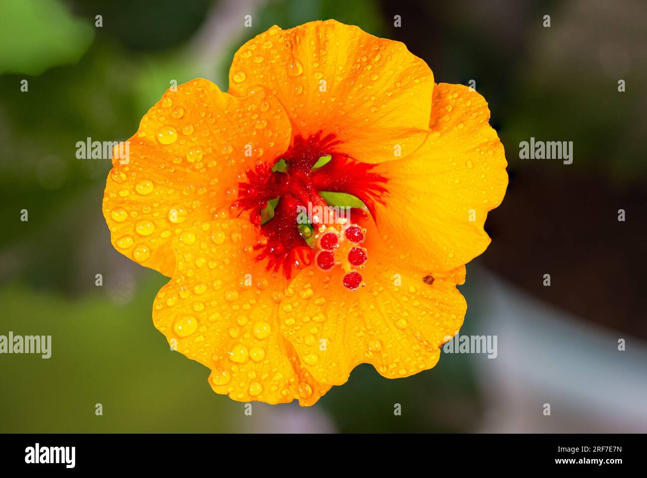 Close up to a hibiscus flower. A yellow orange hibiscus flower, just ...