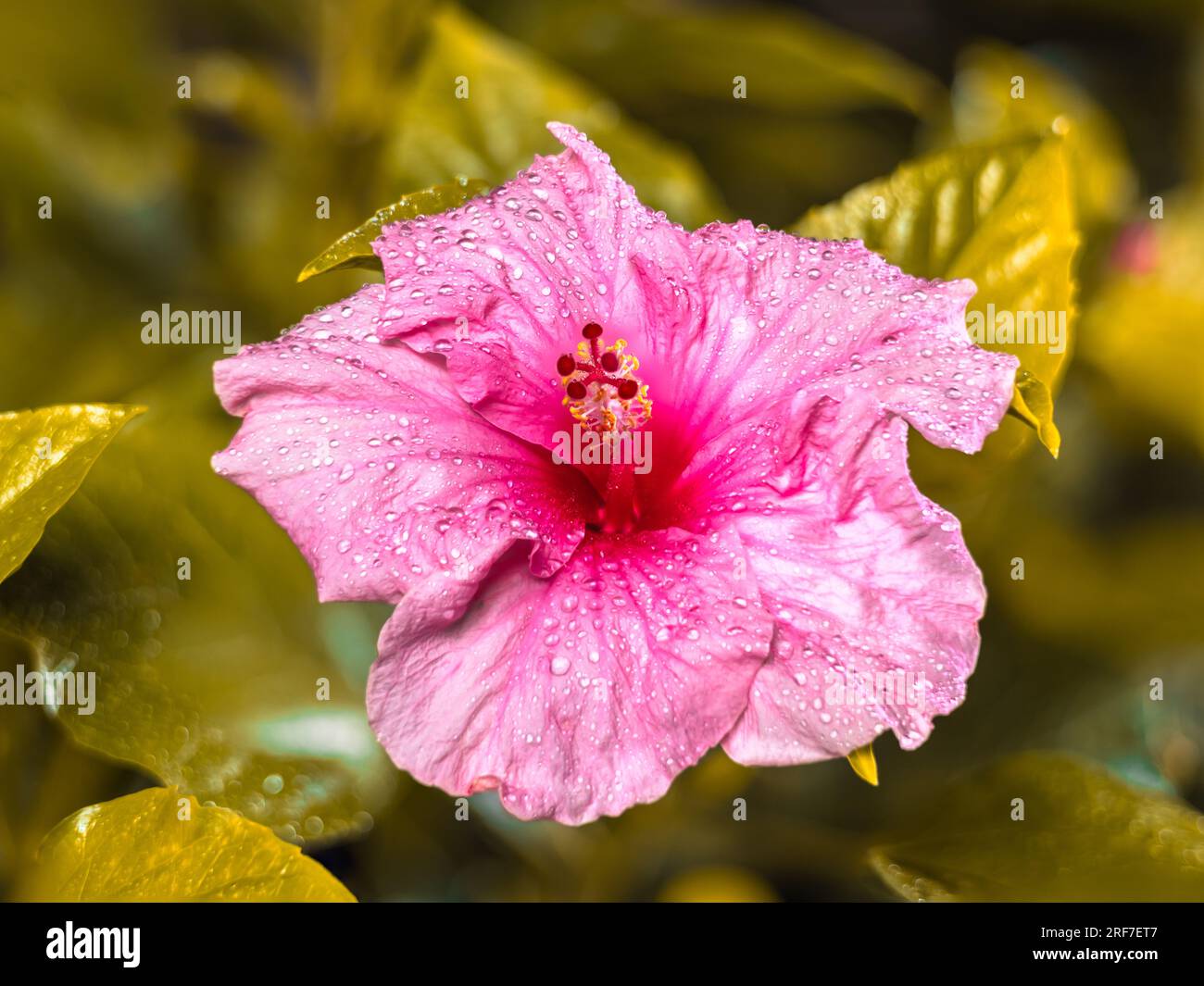 Close up to a violet hibiscus flower. A pink hibiscus in a malaysian ...