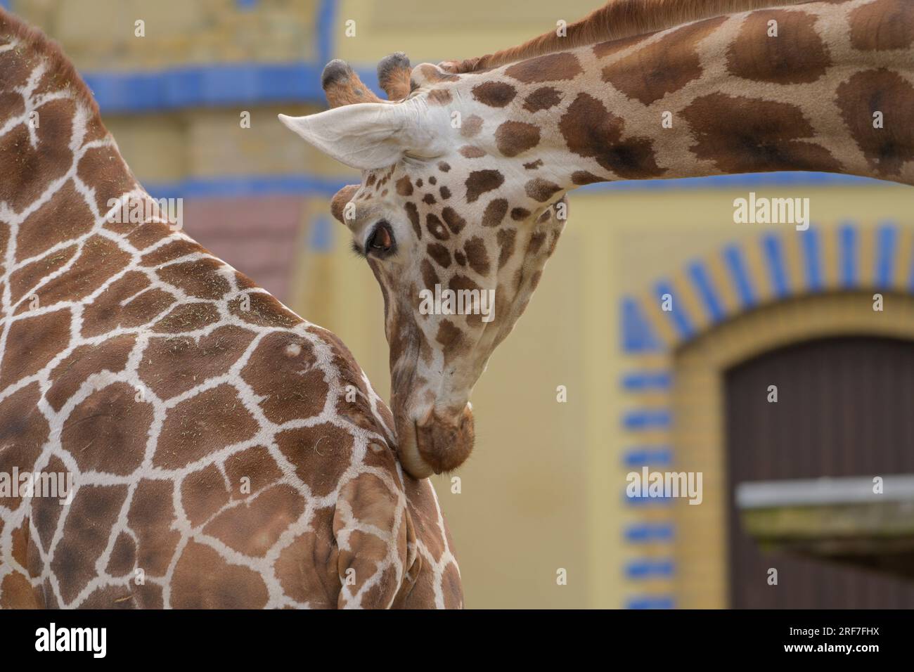 Berlin zoo giraffe hi-res stock photography and images - Alamy