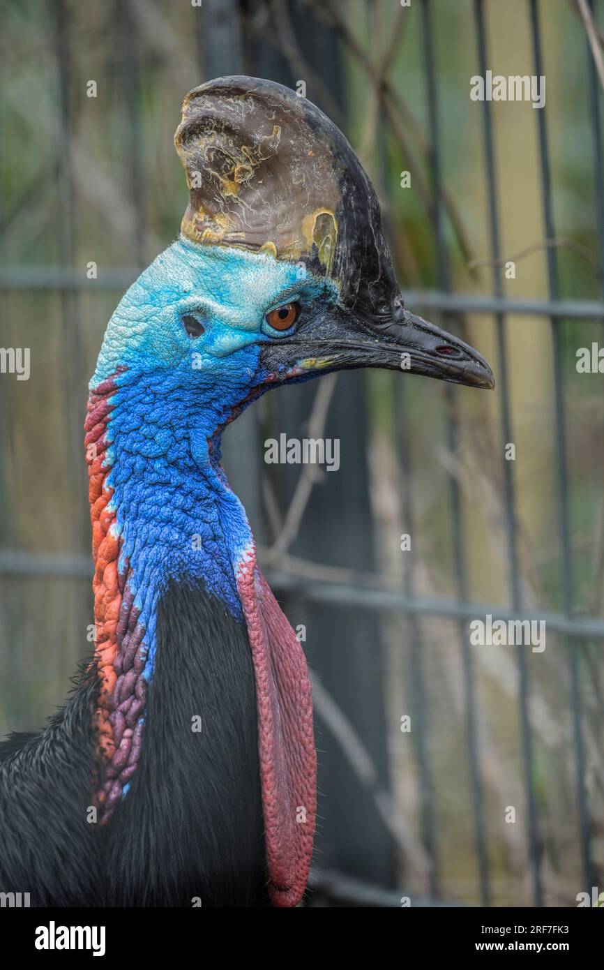 Bunt fauna hi-res stock photography and images - Alamy