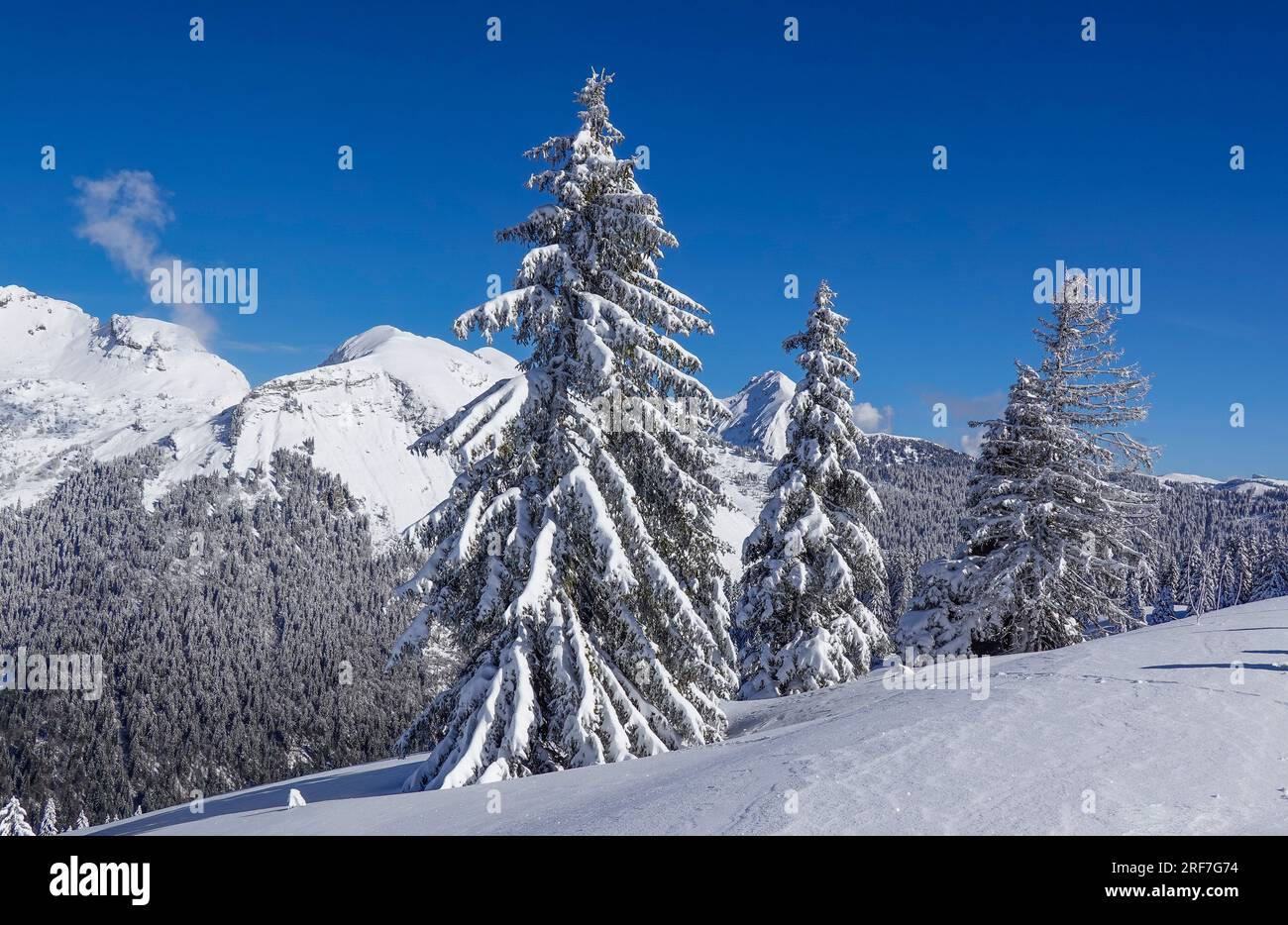 Verschneite Tannen, Wintersportgebiet Portes du Soleil, Haute-Savoie ...