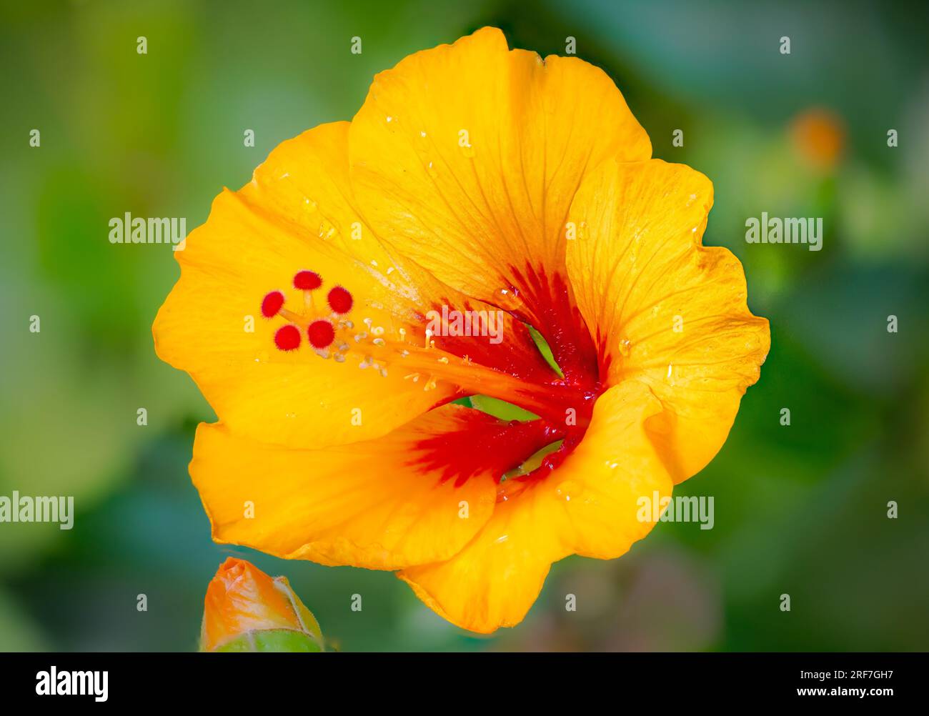 Close up to a hibiscus flower. A yellow orange hibiscus flower, just ...