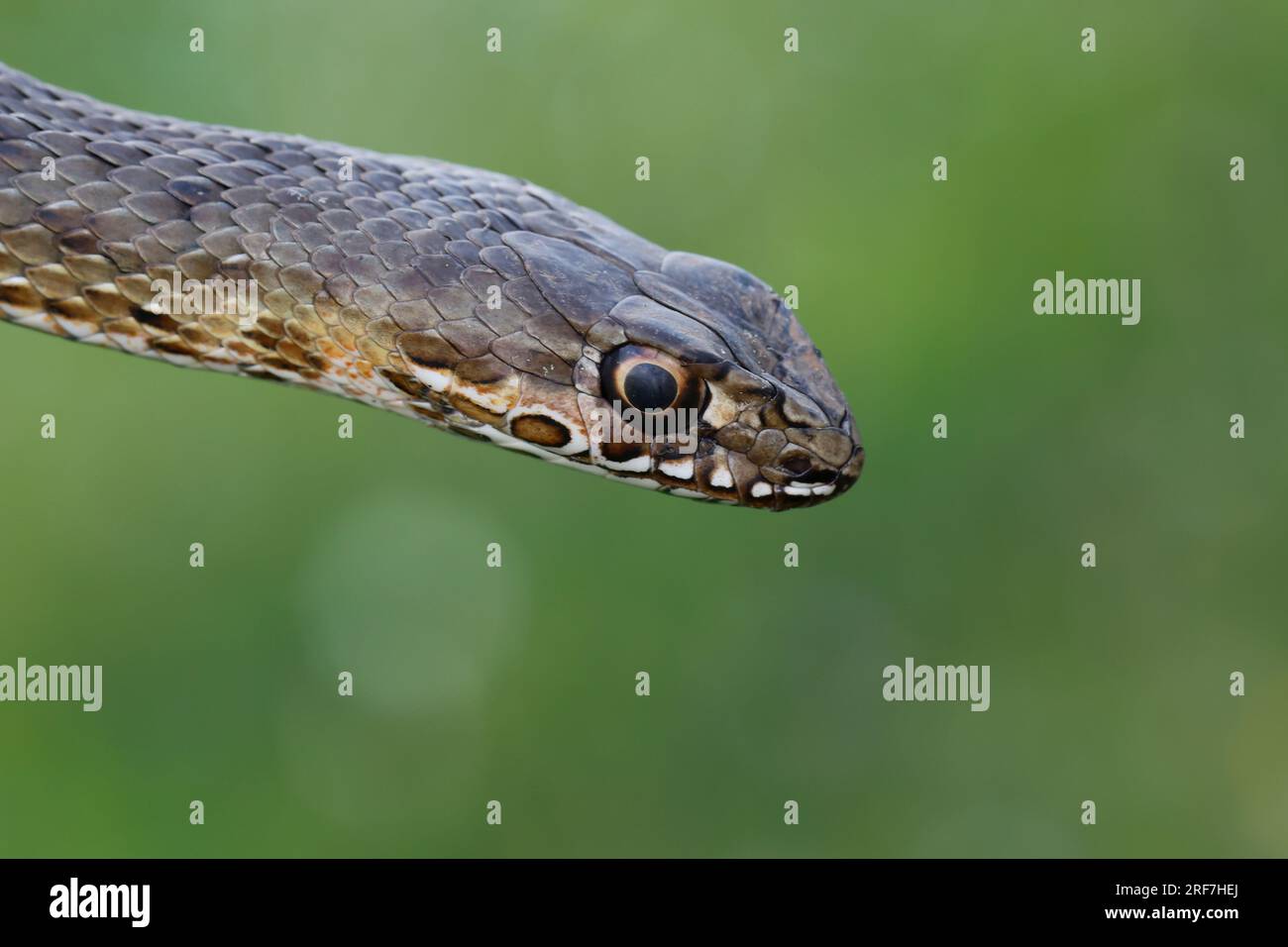 Malpolon insignitus fuscus hi-res stock photography and images - Alamy