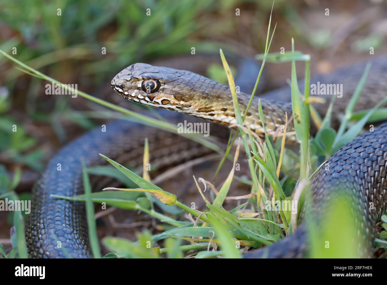 Eidechsen natter hi-res stock photography and images - Alamy