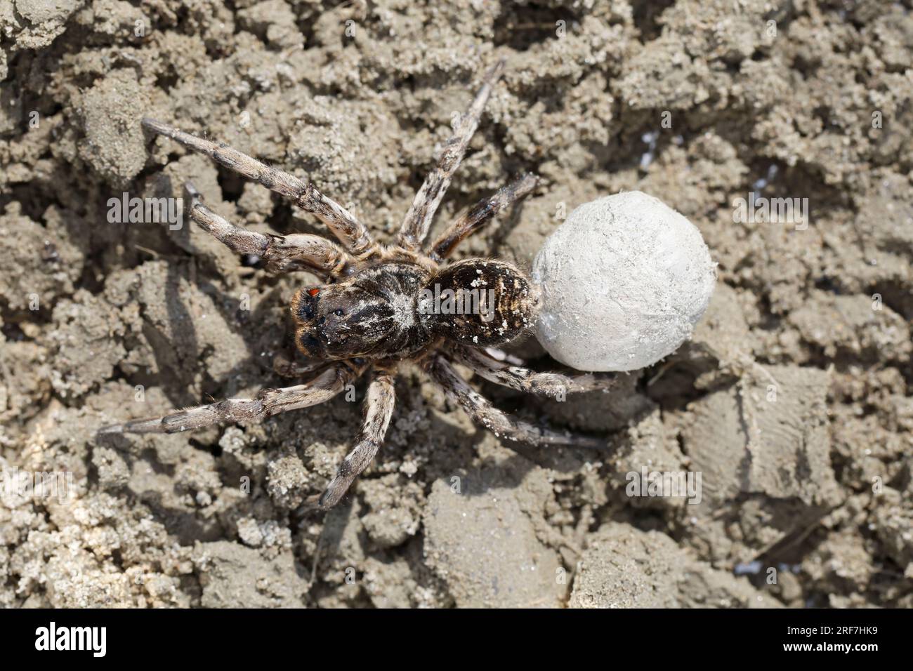 Kokon hi-res stock photography and images - Alamy