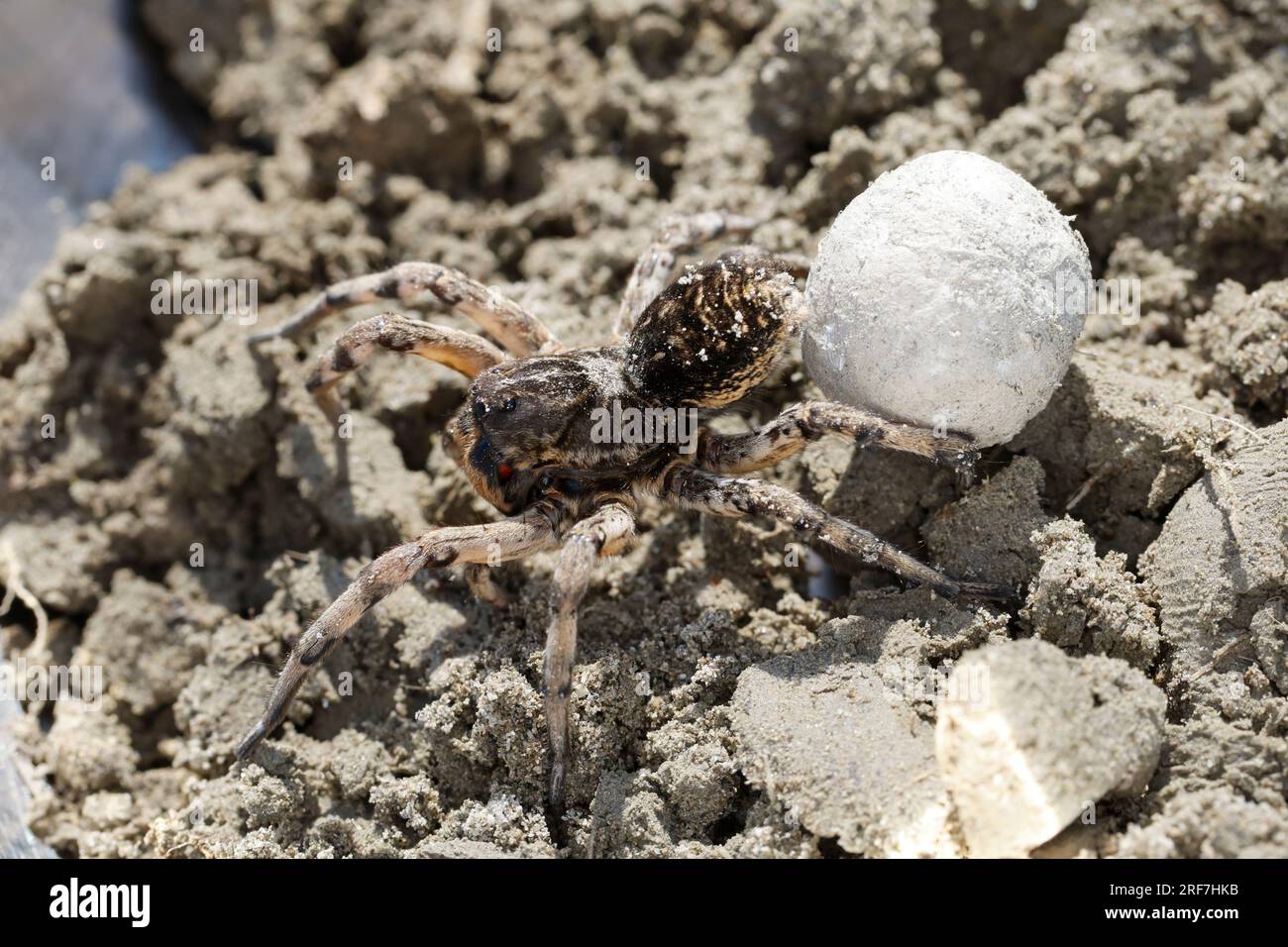 Rose Hair Tarantula Egg Sac