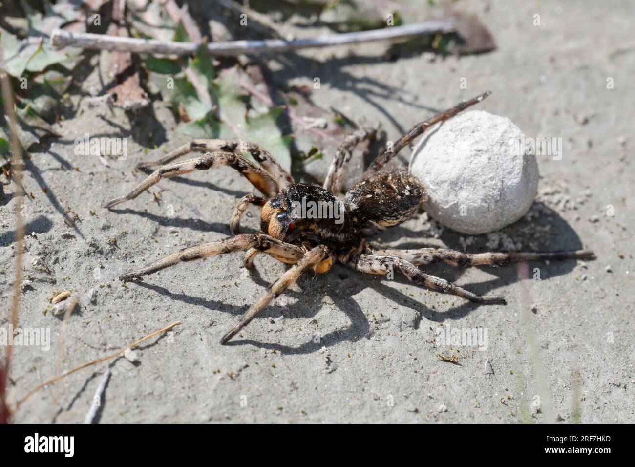 Tarantel, Weibchen mit Eikokon, Kokon, Eiern, Geolycosa vultuosa, Tarantula, female with cocoon ...