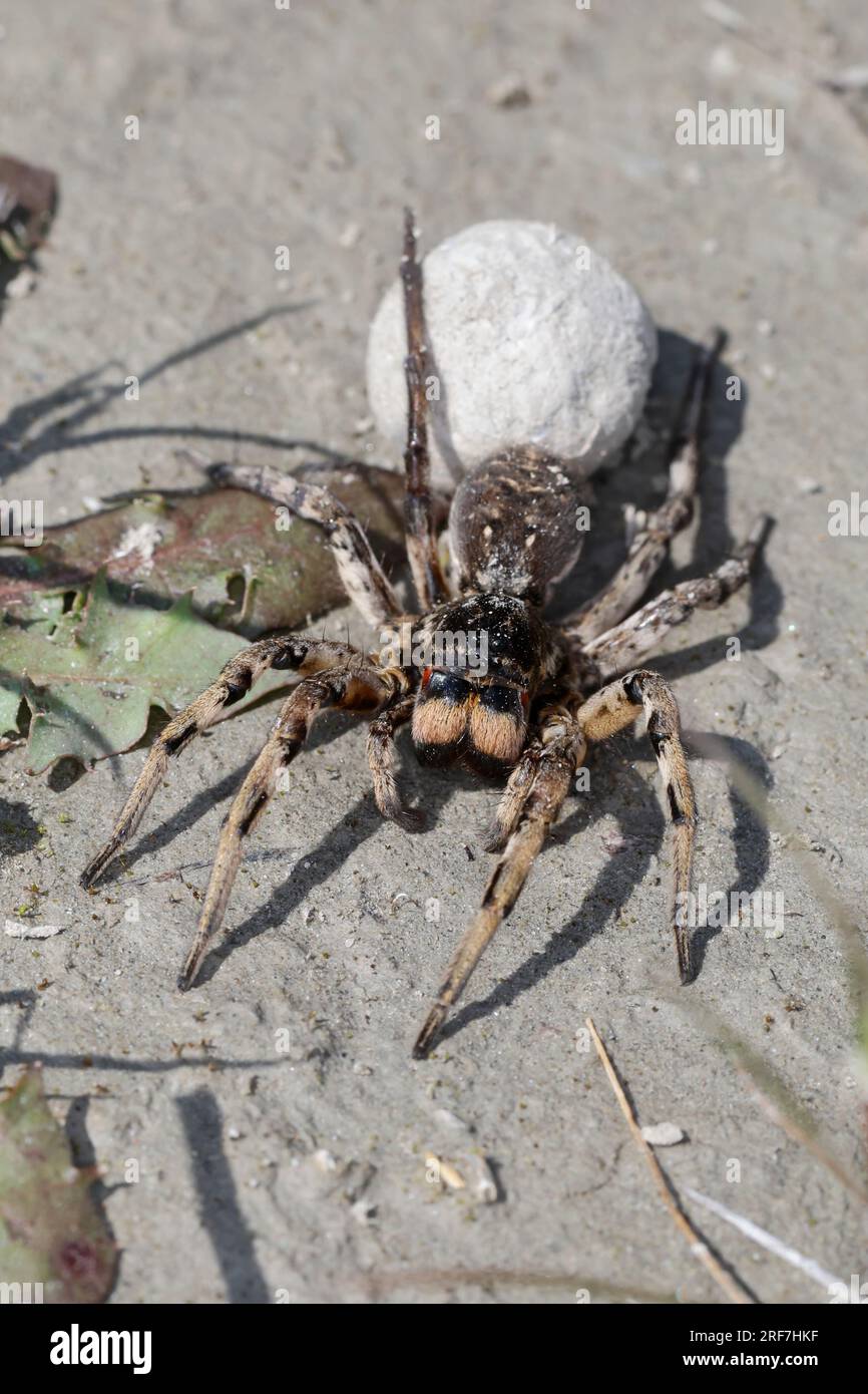 Tarantel, Weibchen mit Eikokon, Kokon, Eiern, Geolycosa vultuosa ...