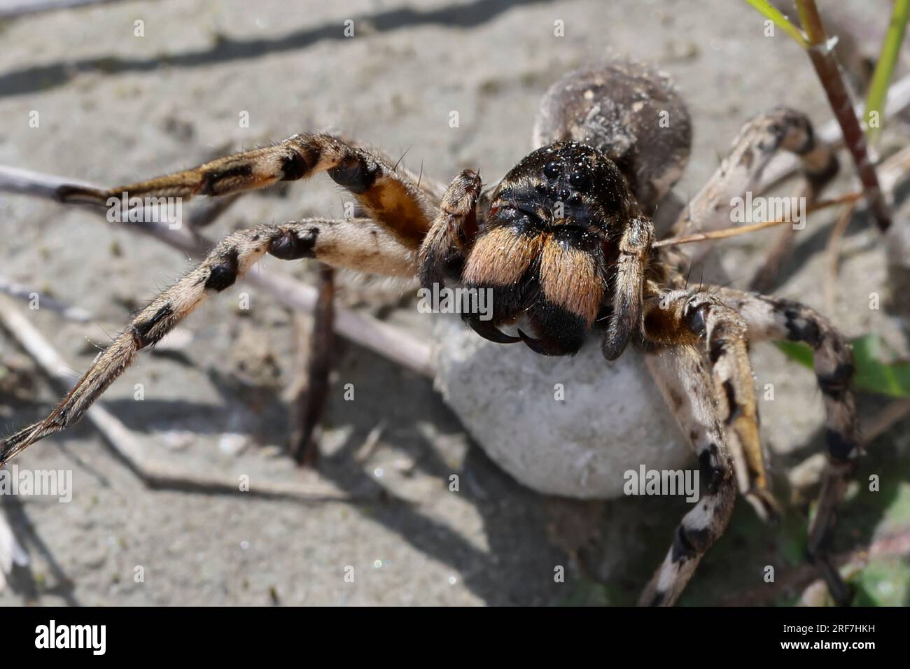 Tarantel, Weibchen mit Eikokon, Kokon, Eiern, Geolycosa vultuosa ...
