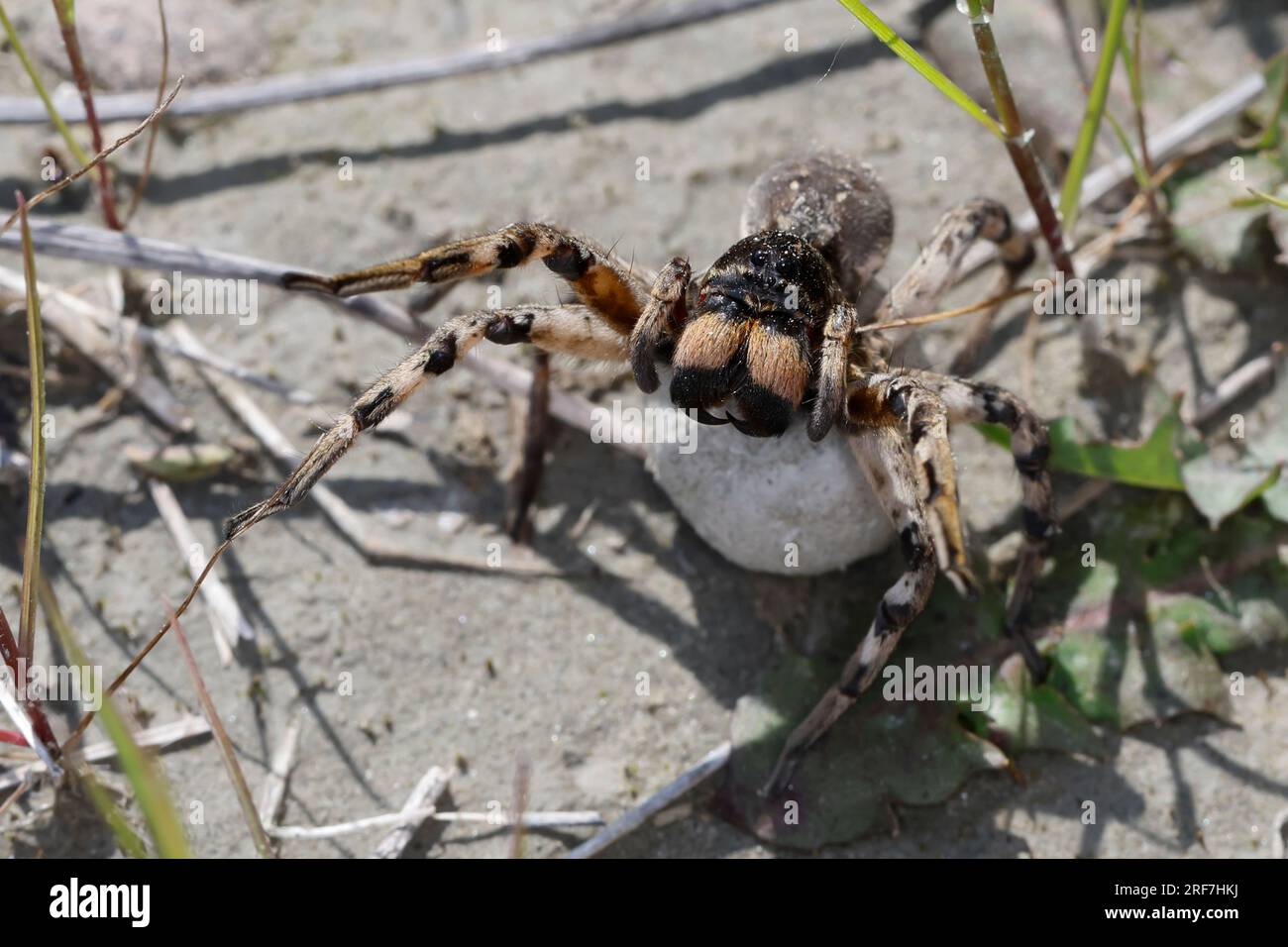 Spinne tarantula arachnid hi-res stock photography and images - Alamy