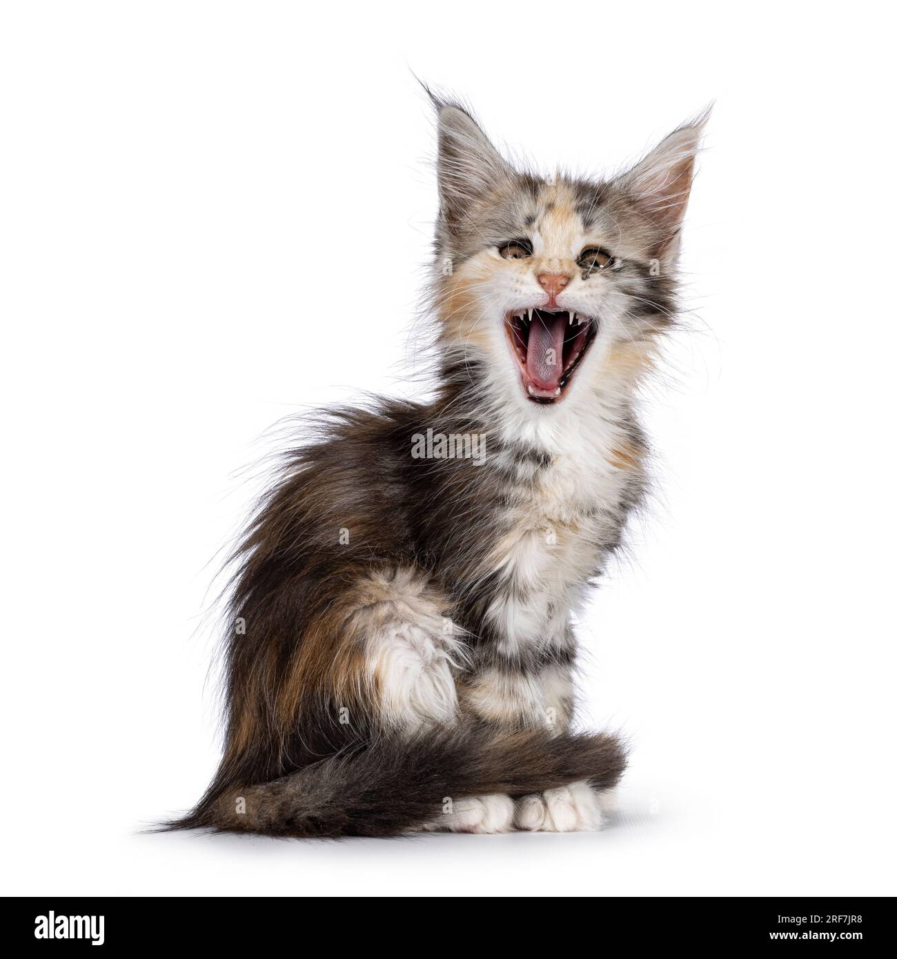 Kitten Yawning Side