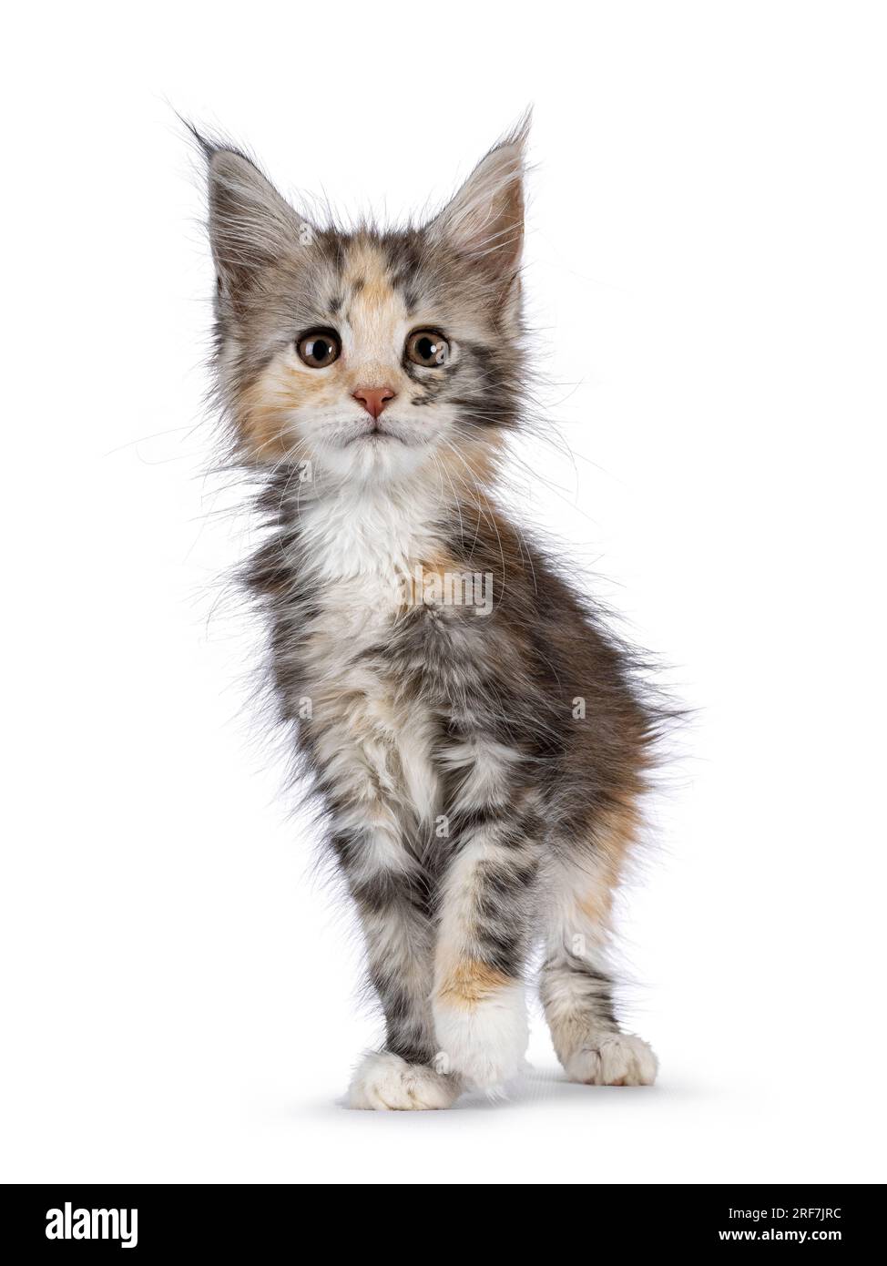 Adorable cute tortie cat kitten, standing up facing front. Looking ...