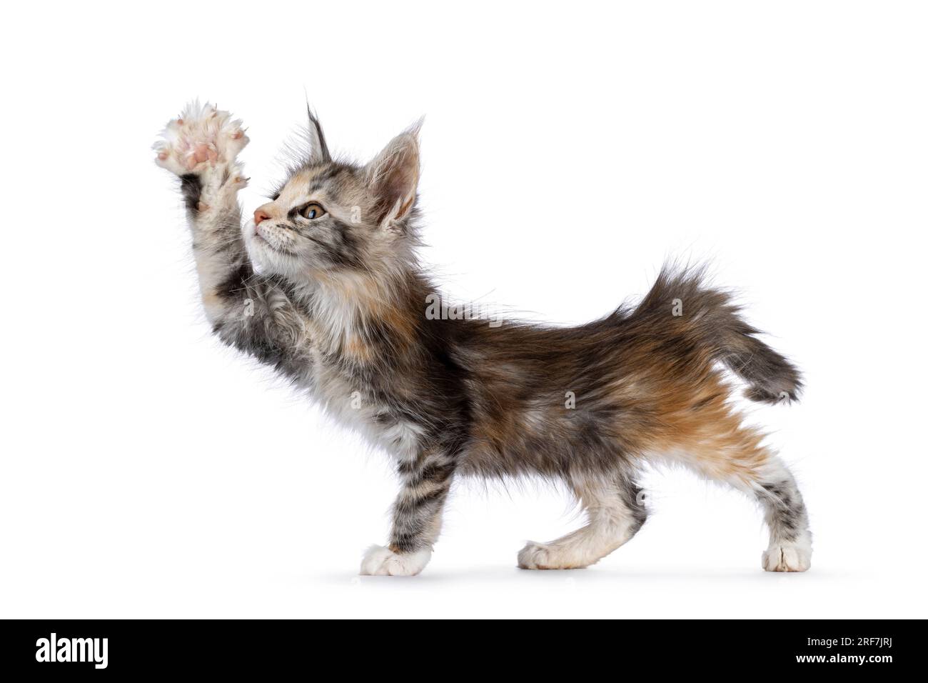 Adorable cute tortie cat kitten, standing up side ways. Looking side ...