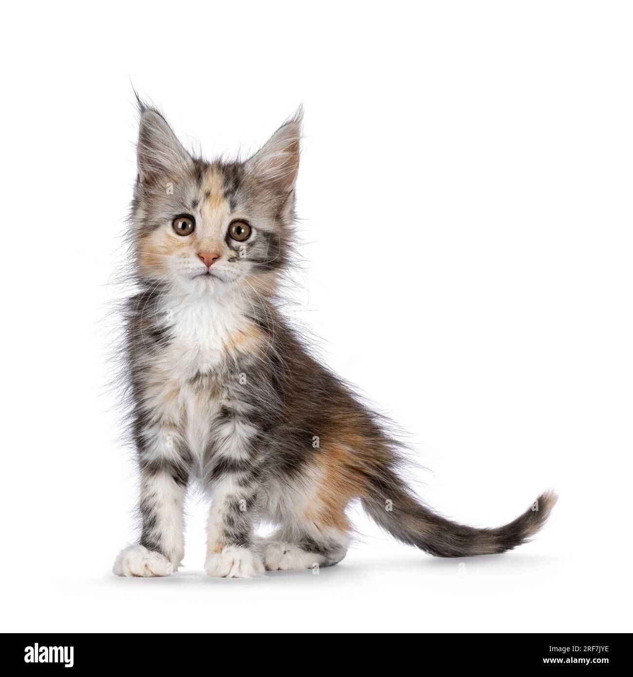 Detailed cat close up shot hi-res stock photography and images - Alamy