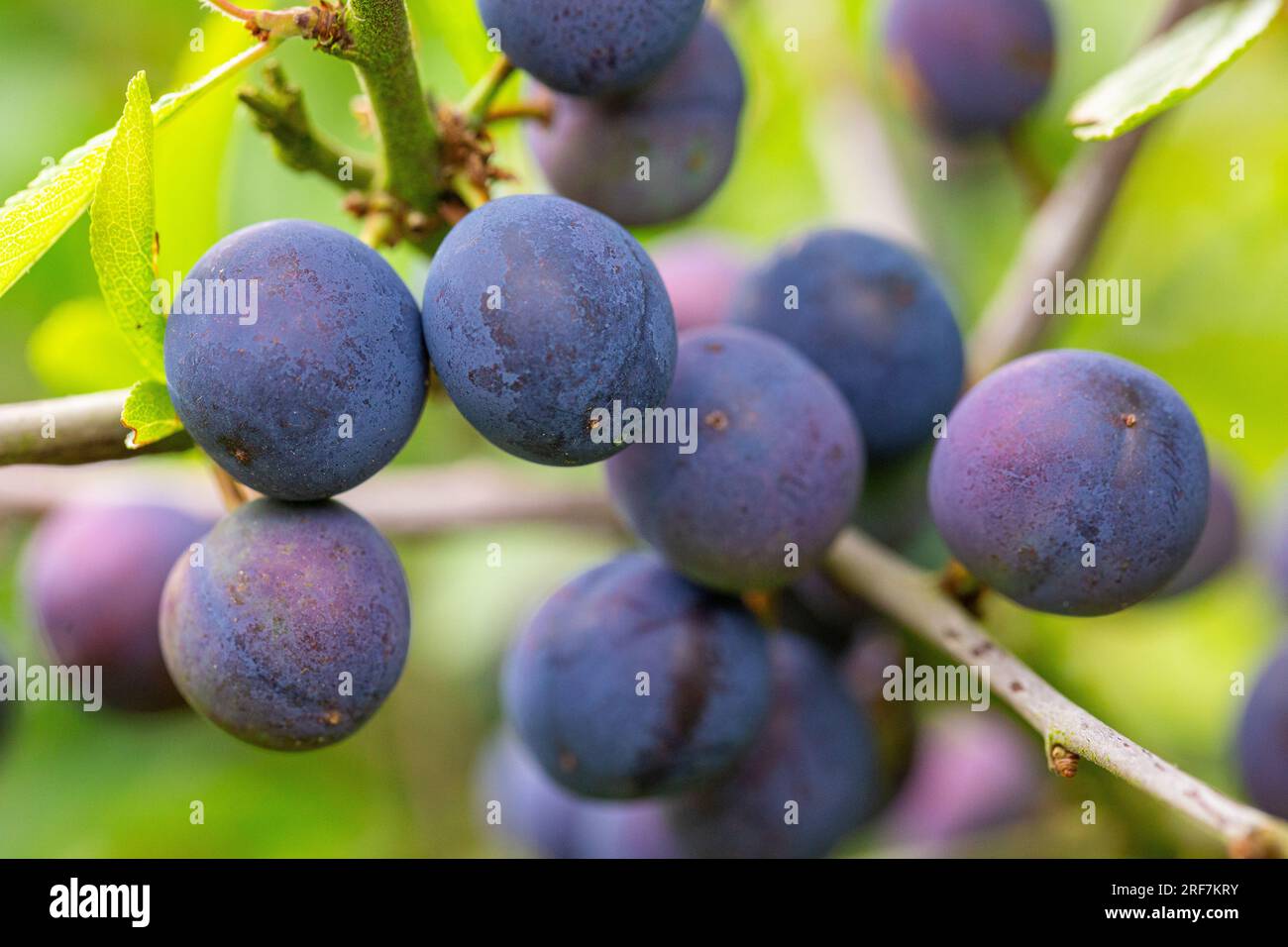 Prunus spinosa fruit Stock Photo - Alamy