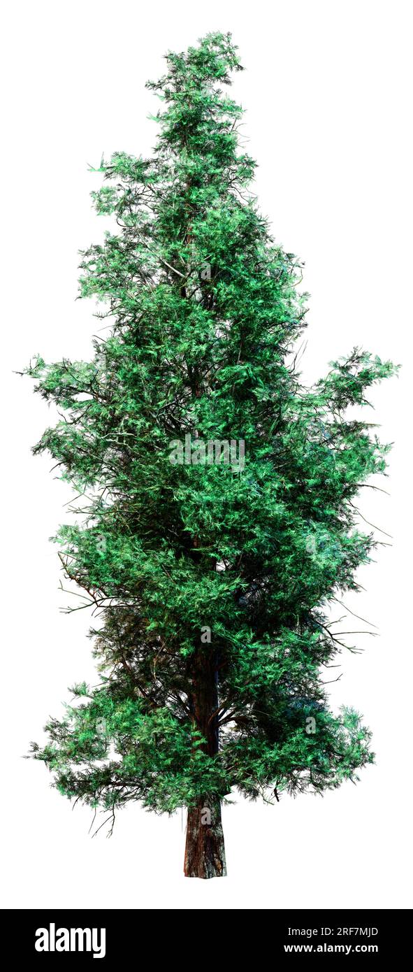 3D rendering of a green Eastern Red Cedar tree or Juniperus virginiana ...