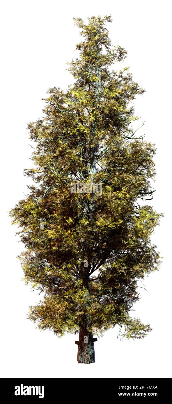 3D rendering of a yellow Eastern Red Cedar tree or Juniperus virginiana ...