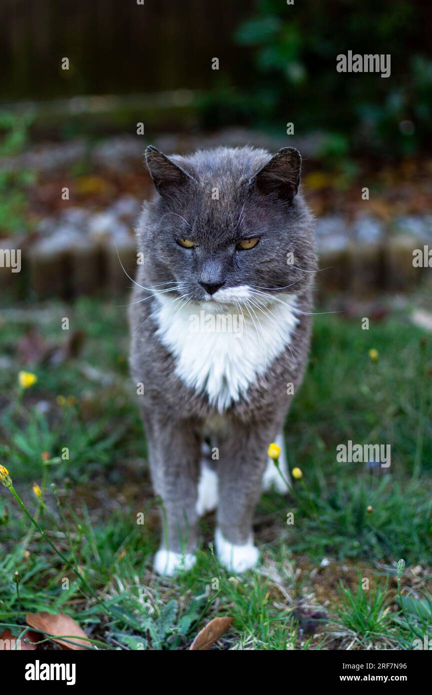 Male Purebred Chartreux Cat with a White Chest Standing in the Garden ...
