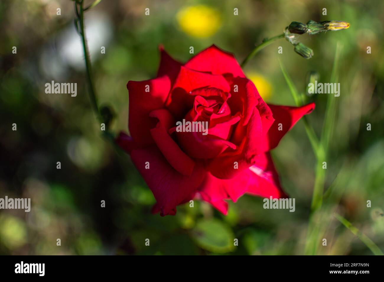 Close Up of a Red Tea Rose Stock Photo - Alamy