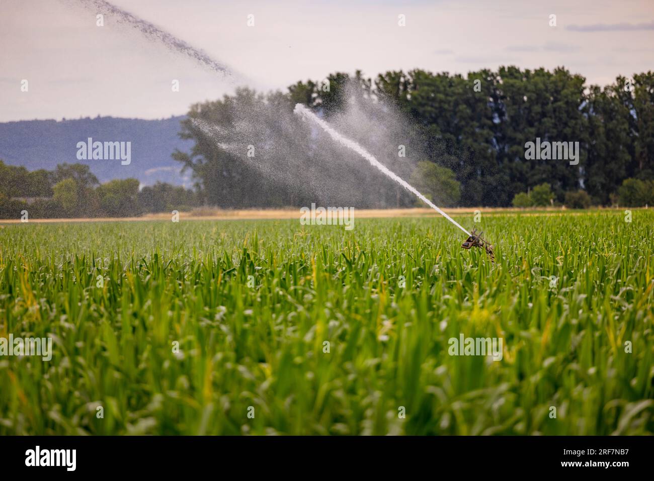 Water jet of an irrigation in a corn field in hot summer, Germany in ...