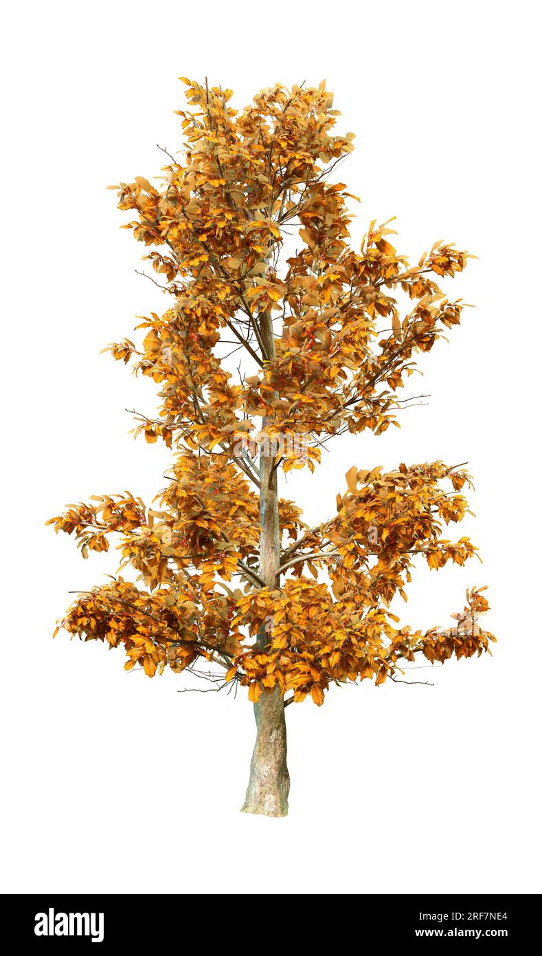 American holly tree hi-res stock photography and images - Alamy