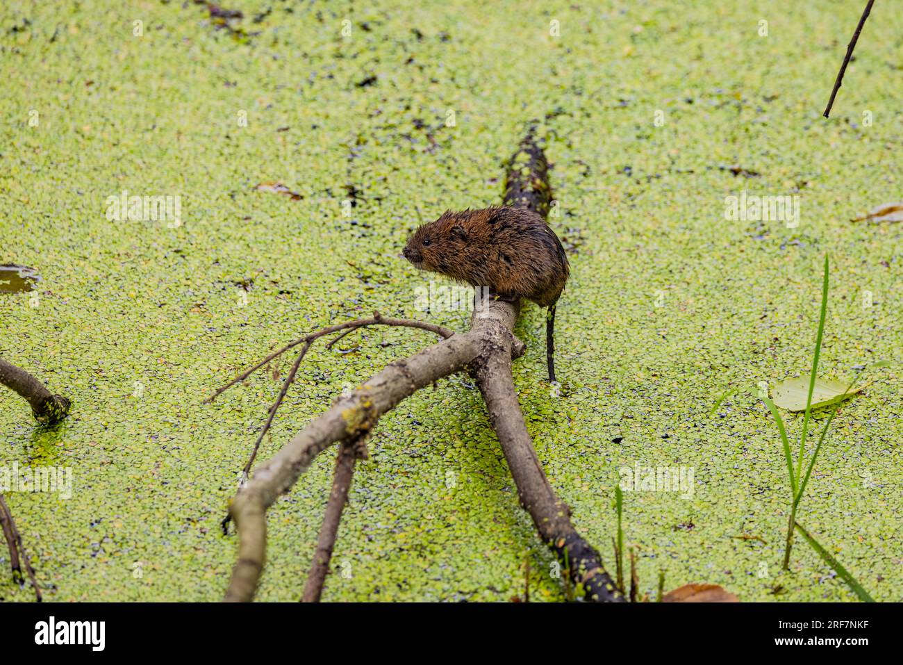 Muskrat eyes hi-res stock photography and images - Alamy
