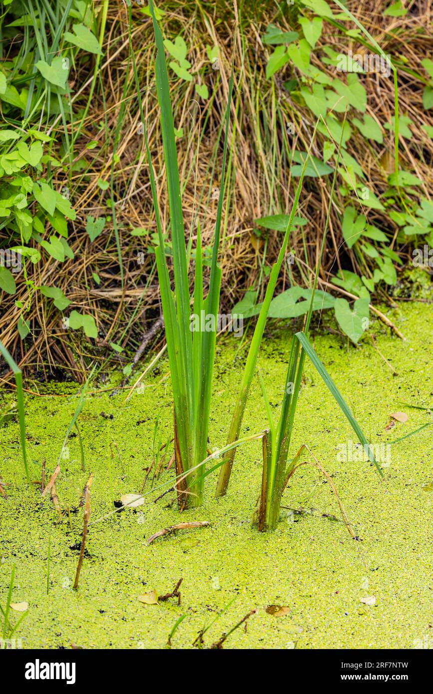 Duckweed hi-res stock photography and images - Alamy