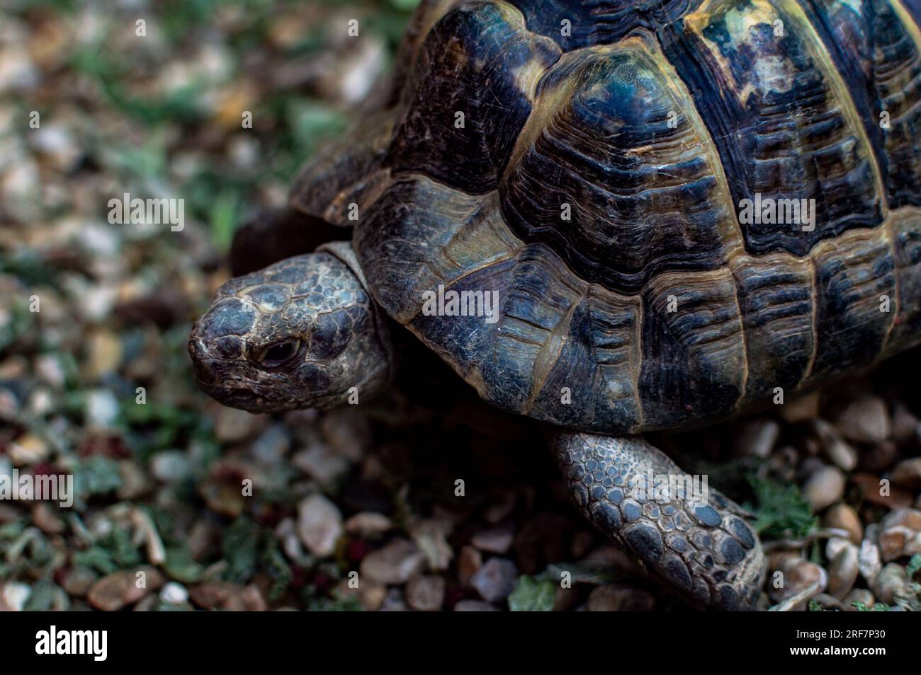 Close up tortoise crawling hi-res stock photography and images - Alamy