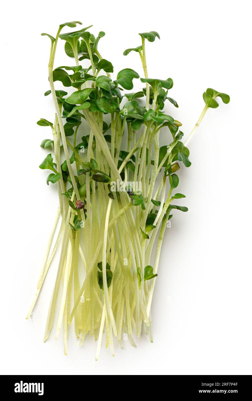 Bunch of micro green sprouts isolated on white background Stock Photo ...