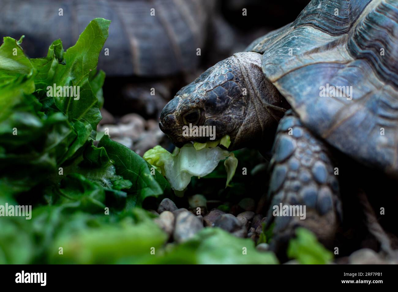Eating shell hi-res stock photography and images - Alamy