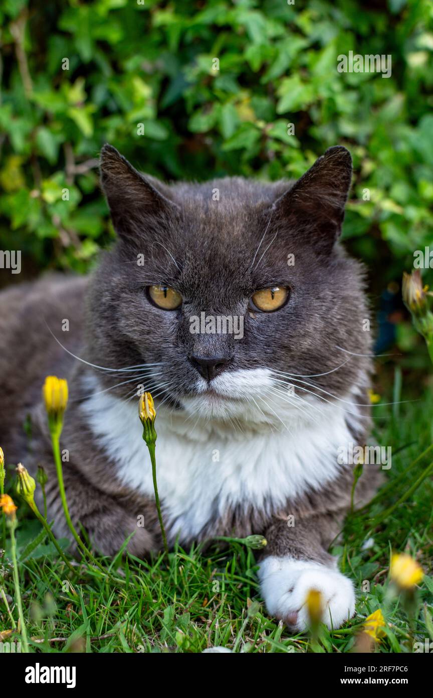 Close Up of a Male Purebred Chartreux Cat with a White Chest Laying ...