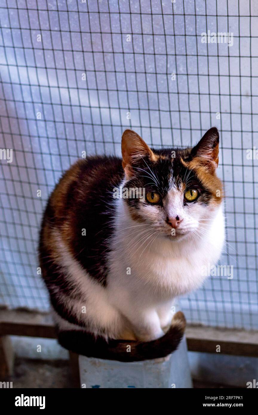 A Purebred Calico Cat Sitting Down Stock Photo - Alamy
